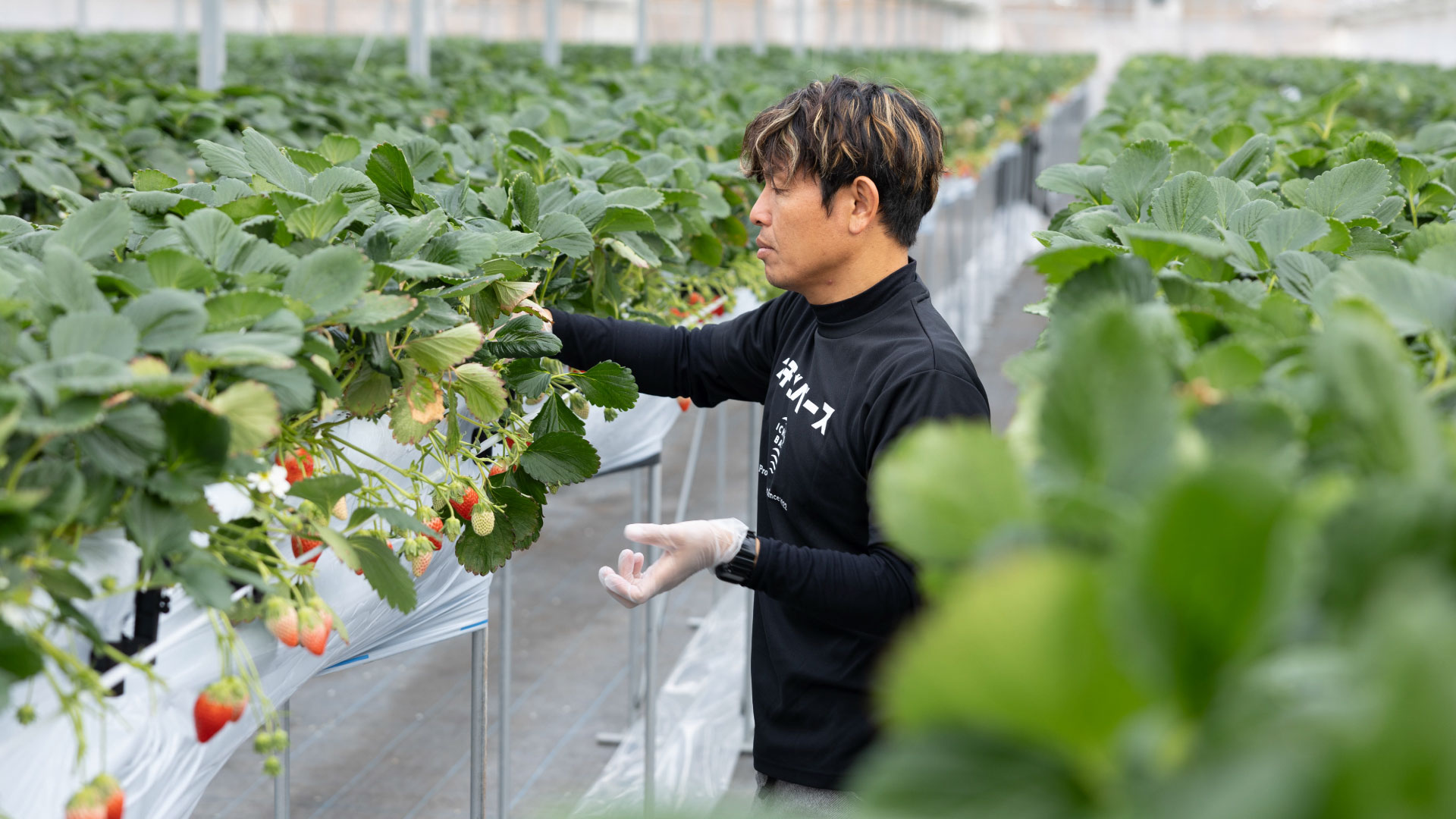 ホンモノのイチゴの美味しさに出会える場所。──完熟だけを届ける、ICHIGO BASEのしごと | とらねこしそう